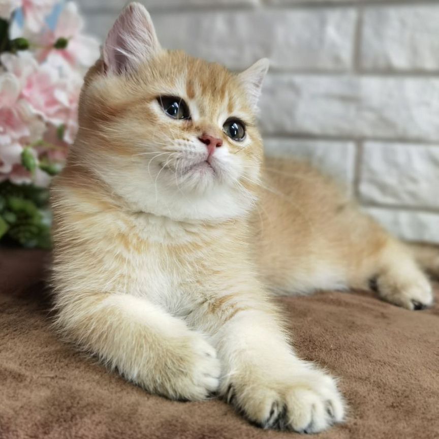 Британский короткошёрстный котёнок