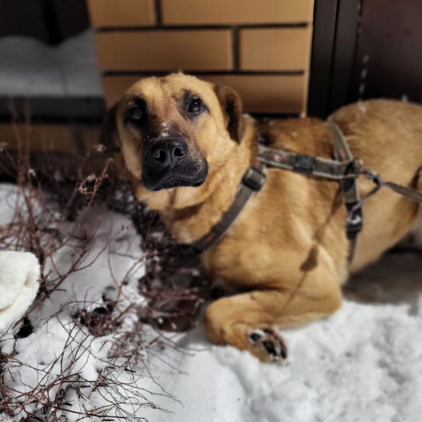 Собака Афина в добрые руки