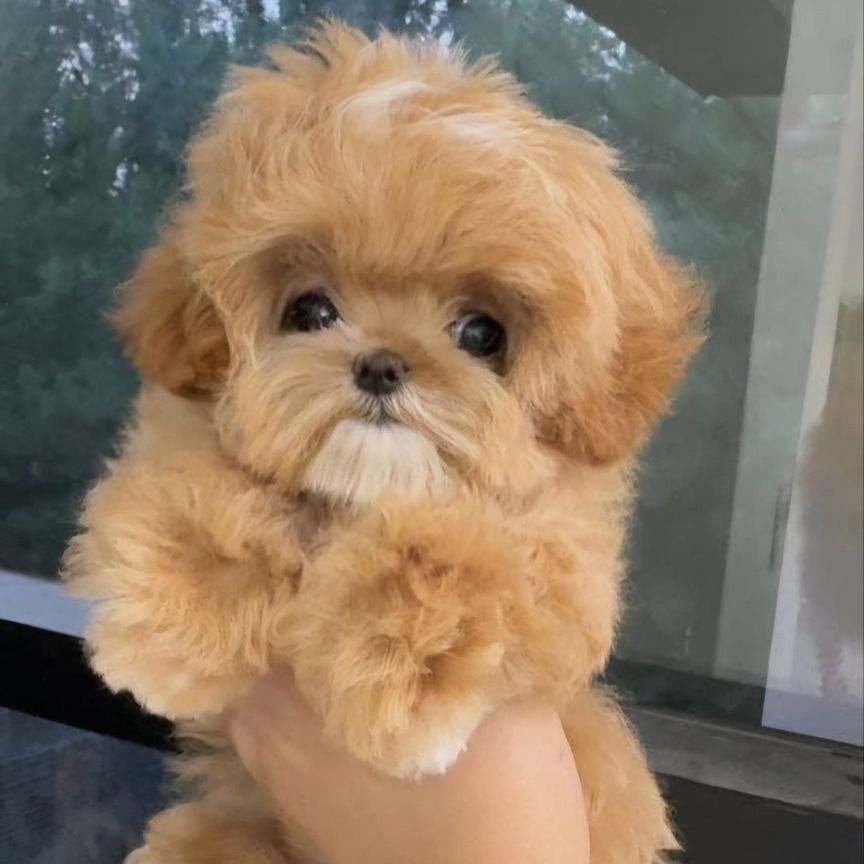 Мальтипу Тикап из Кореи