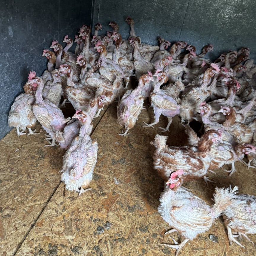 Продам куриц несушки