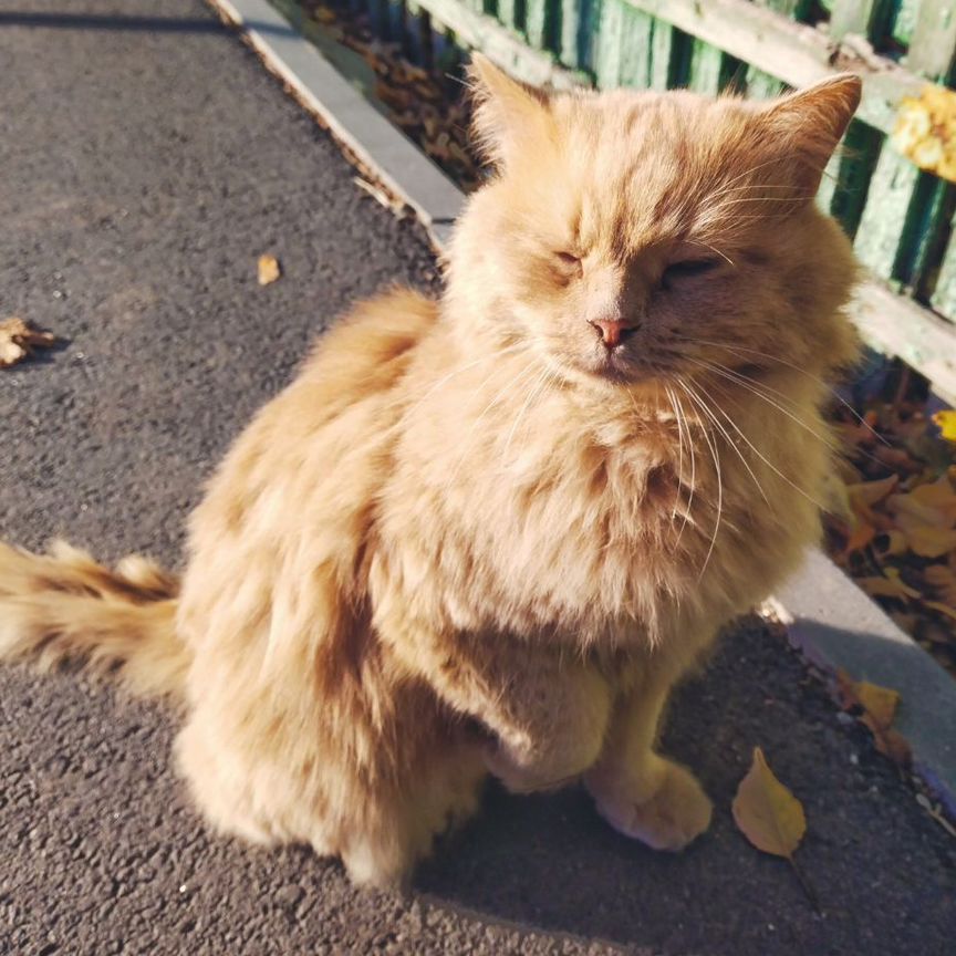 Кот-тренер