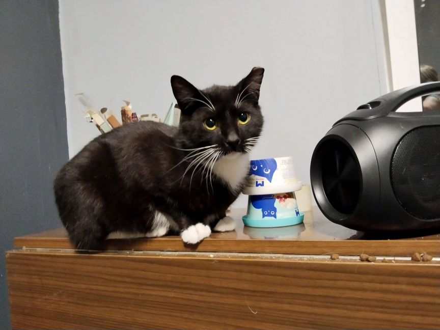 Кот Толик