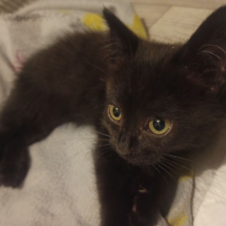 Черный котенок