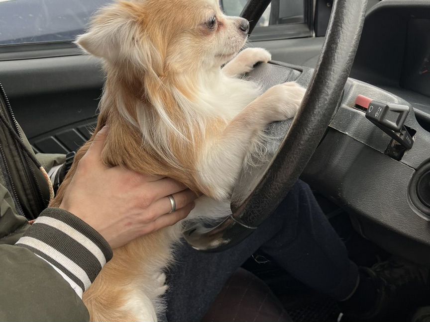 Вязка кобель чихуахуа