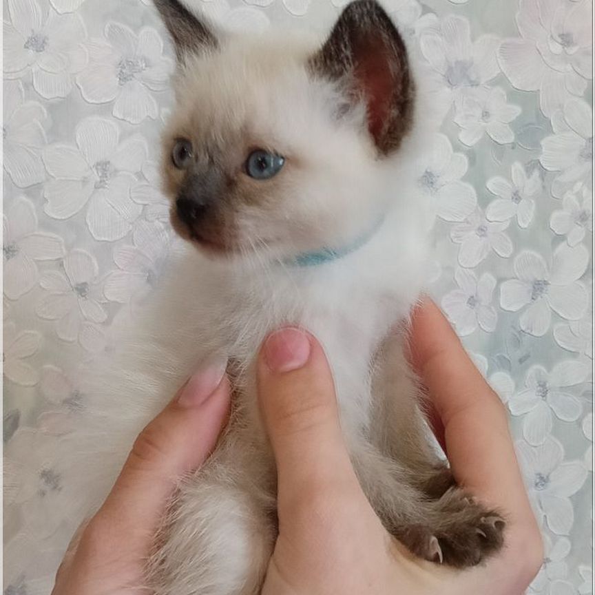 Тайский котёнок