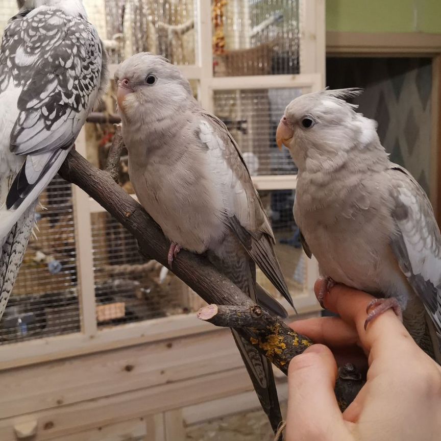 Попугай кореллы. Птенцы