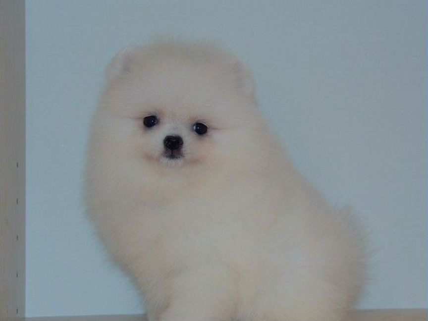 Померанский шпиц, мальчики крем и черный