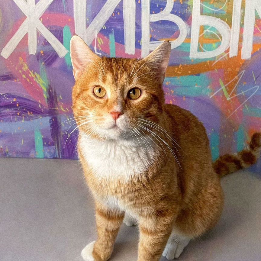 Рыжий котик