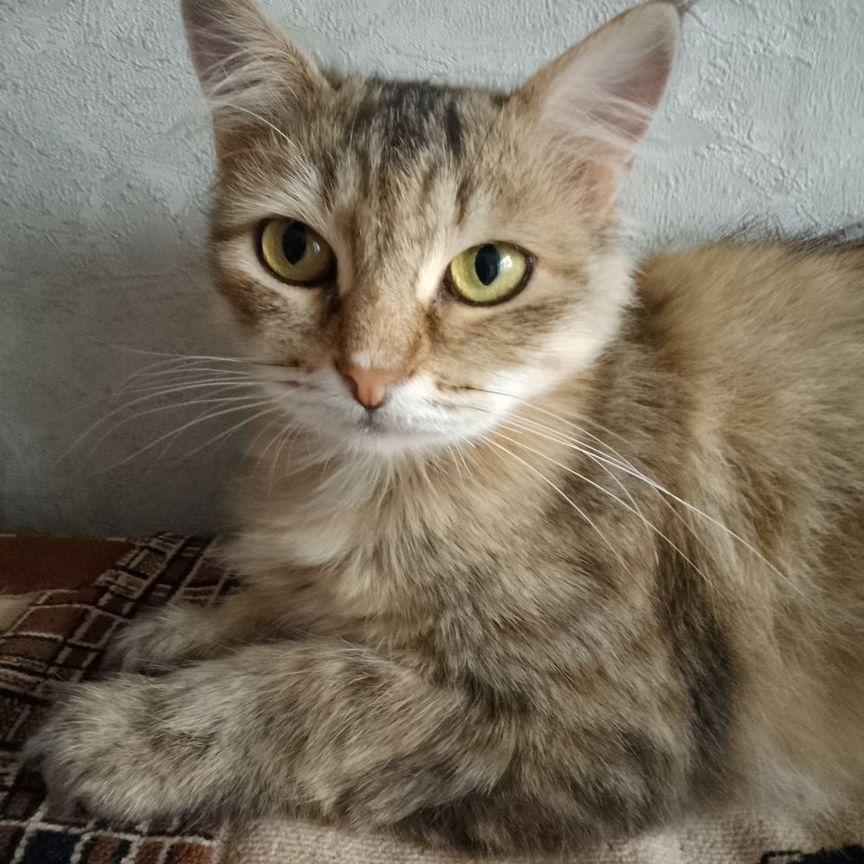 Пушистая кошка в добрые руки