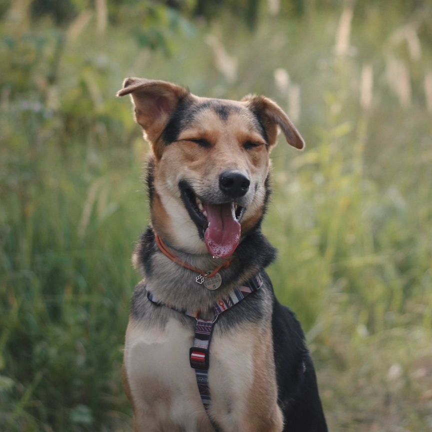 Собачка в добрые руки