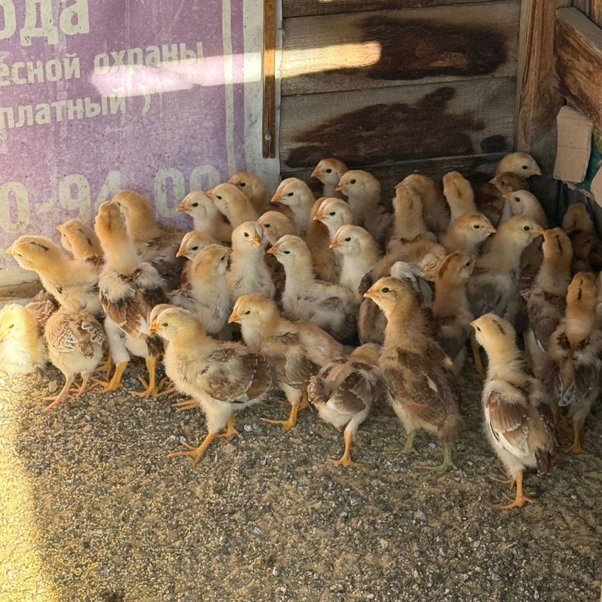 Орловские куры