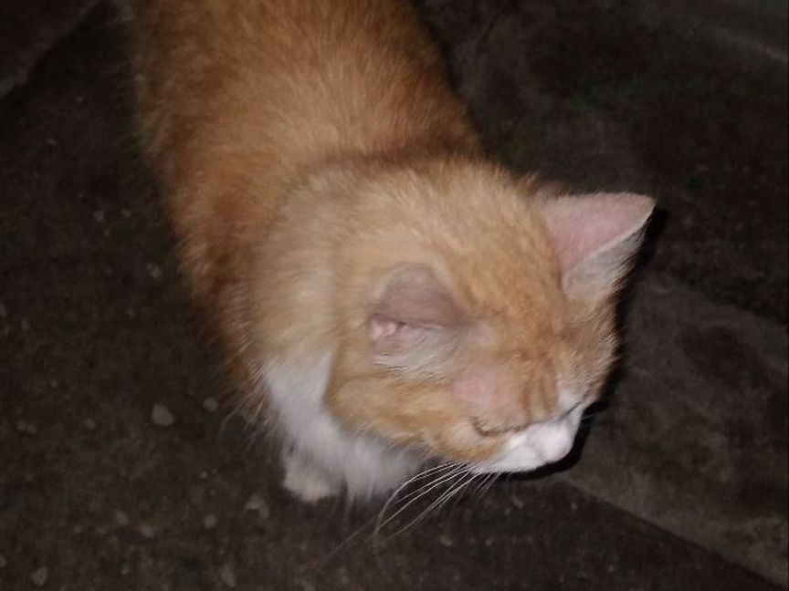 Нашелся кошка/кот