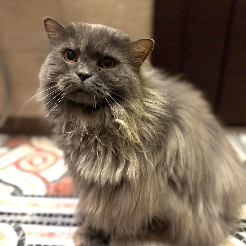 Кошка жила на привязи