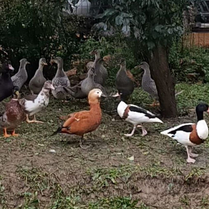 Самка огарь