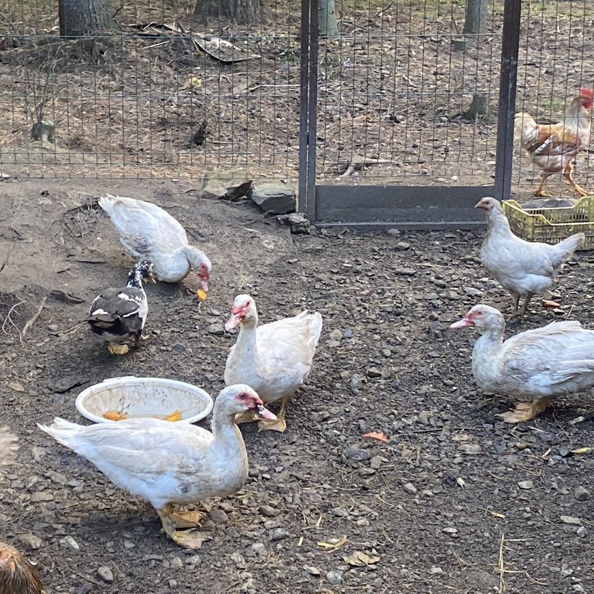 Индоутки, селезнь тяжелой линий