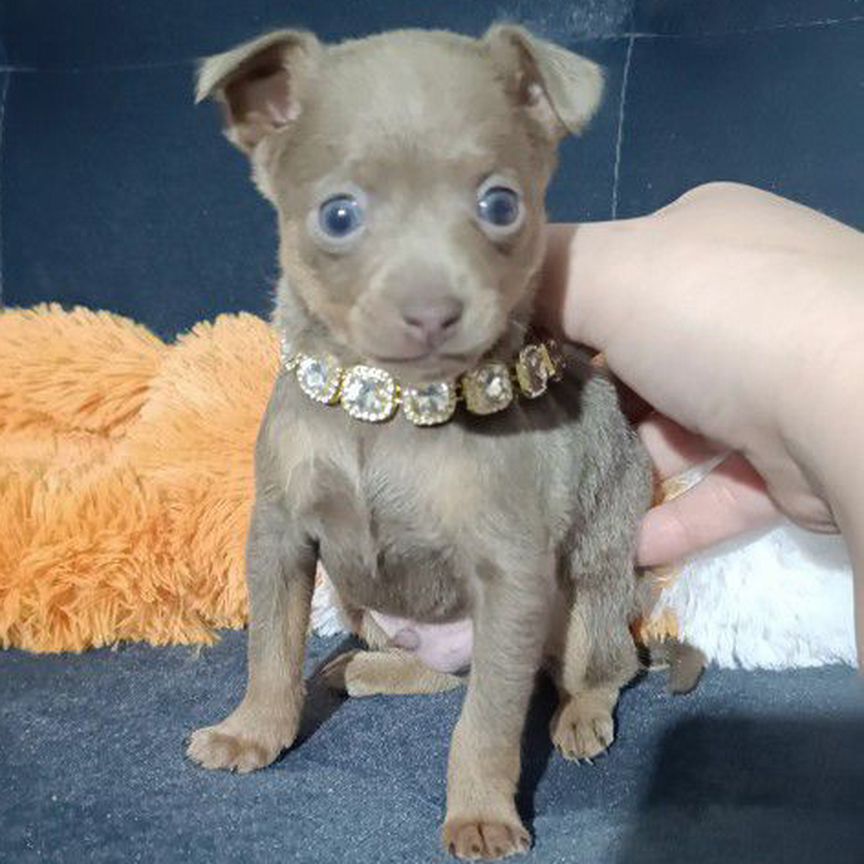 Русский той-терьер, щенок