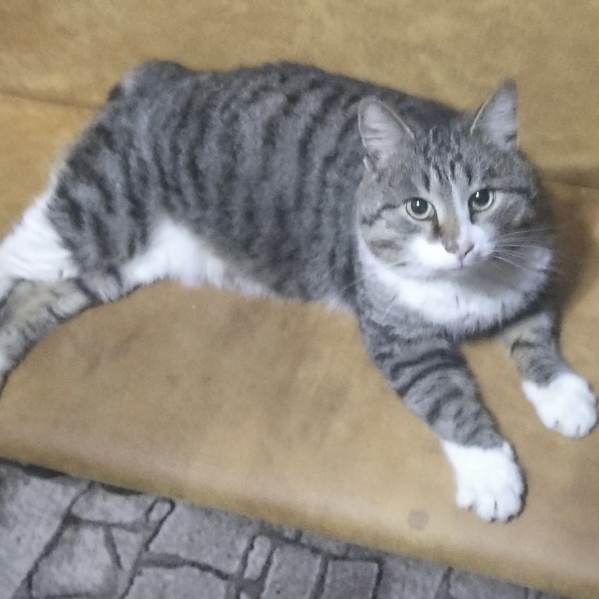 Взрослый кот в добрые руки