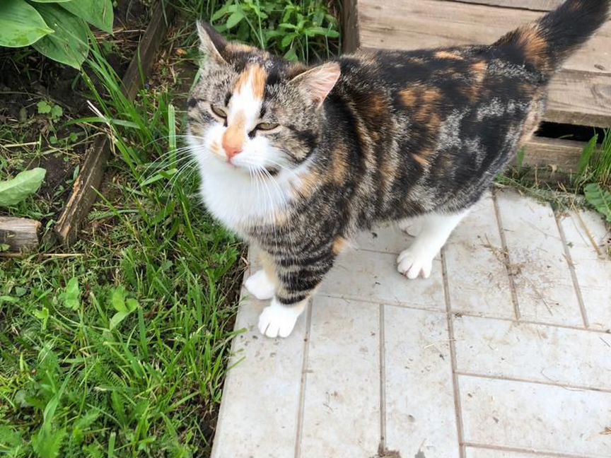 Кошечку оставили на даче