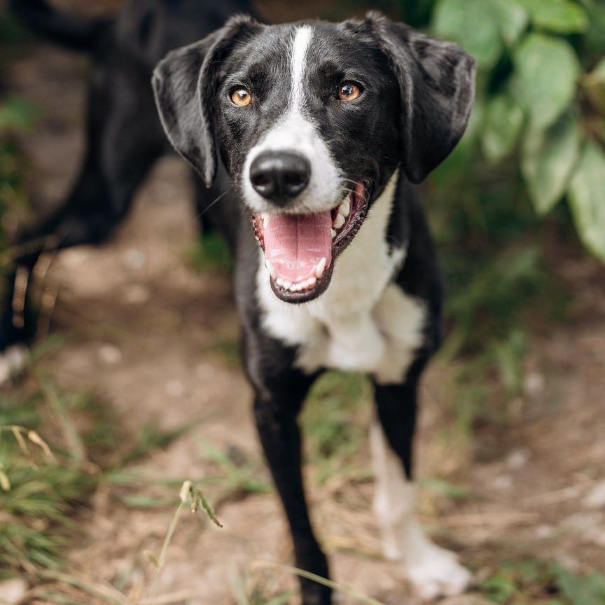 Взрослая собака в добрые руки