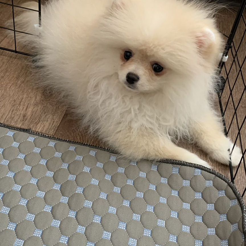 Померанский шпиц медвежьего типа