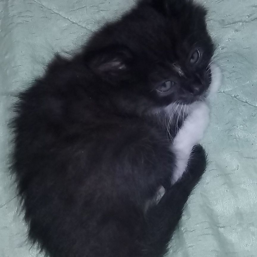 Котята, родились 5 мая, кушают всё, знают лоток)
