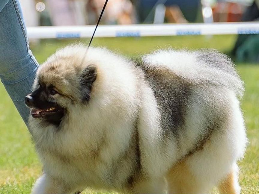 Немецкий вольф шпиц