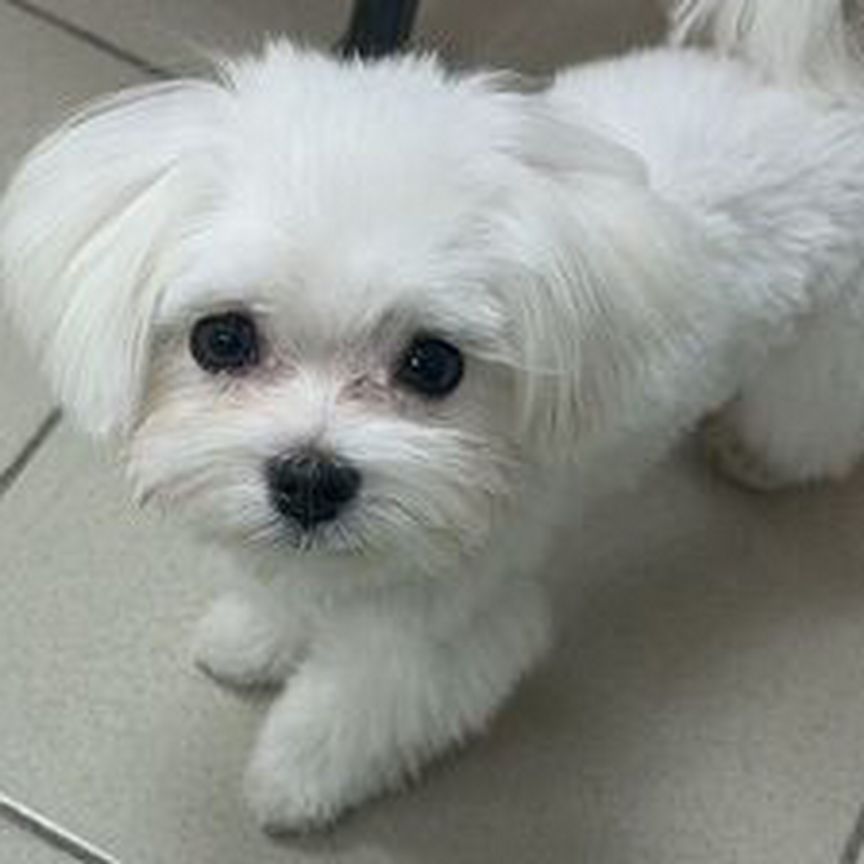 Мальтийская болонка, щенок