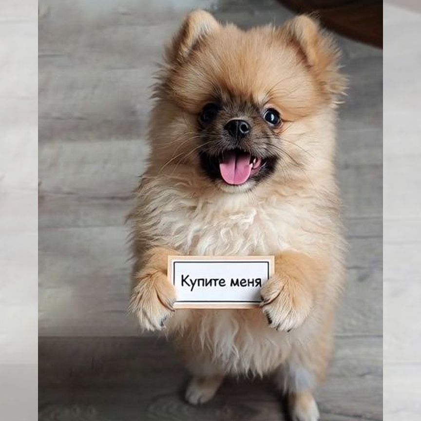 Померанский шпиц, щенок