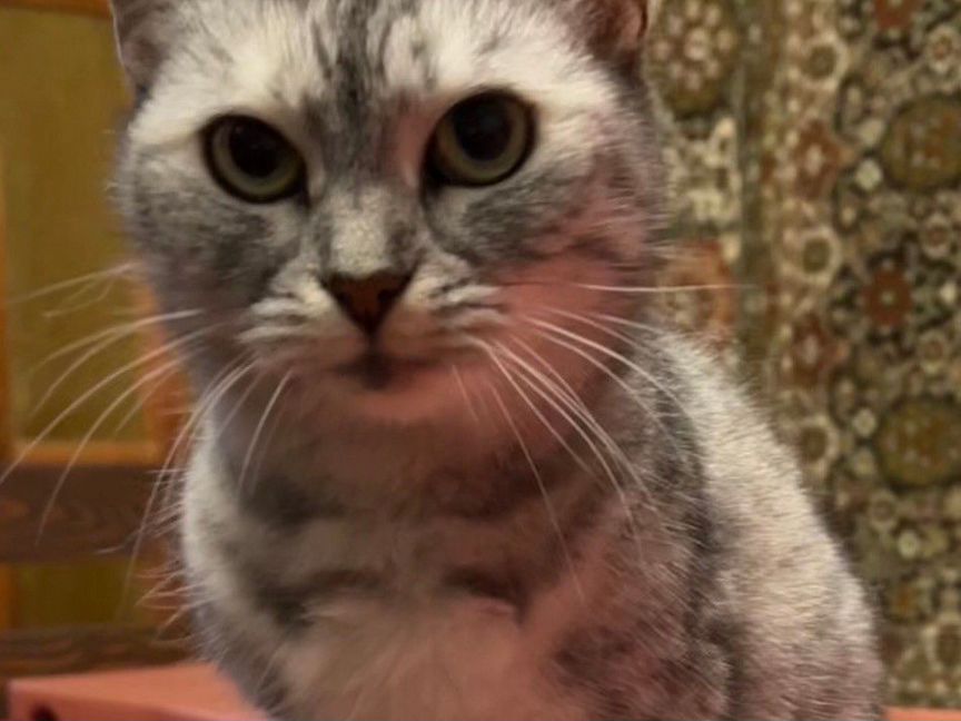Стерилизованная кошка ищет дом