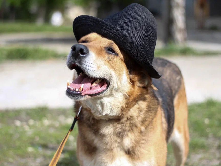 Пес в добрые руки