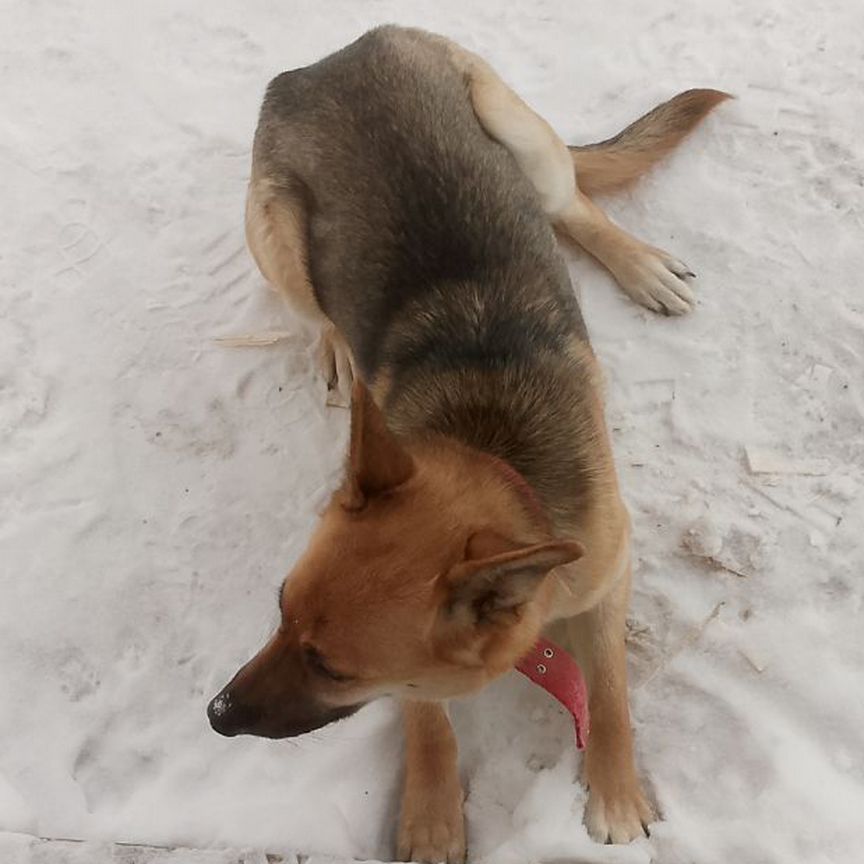 Немецкая овчарка, взрослая собака