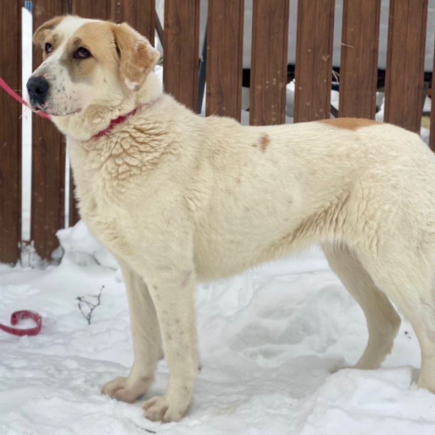 Взрослая собака в добрые руки