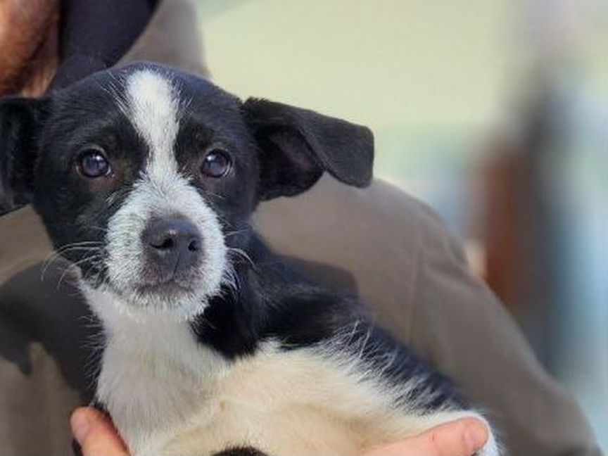 Девчуля мелкой породы