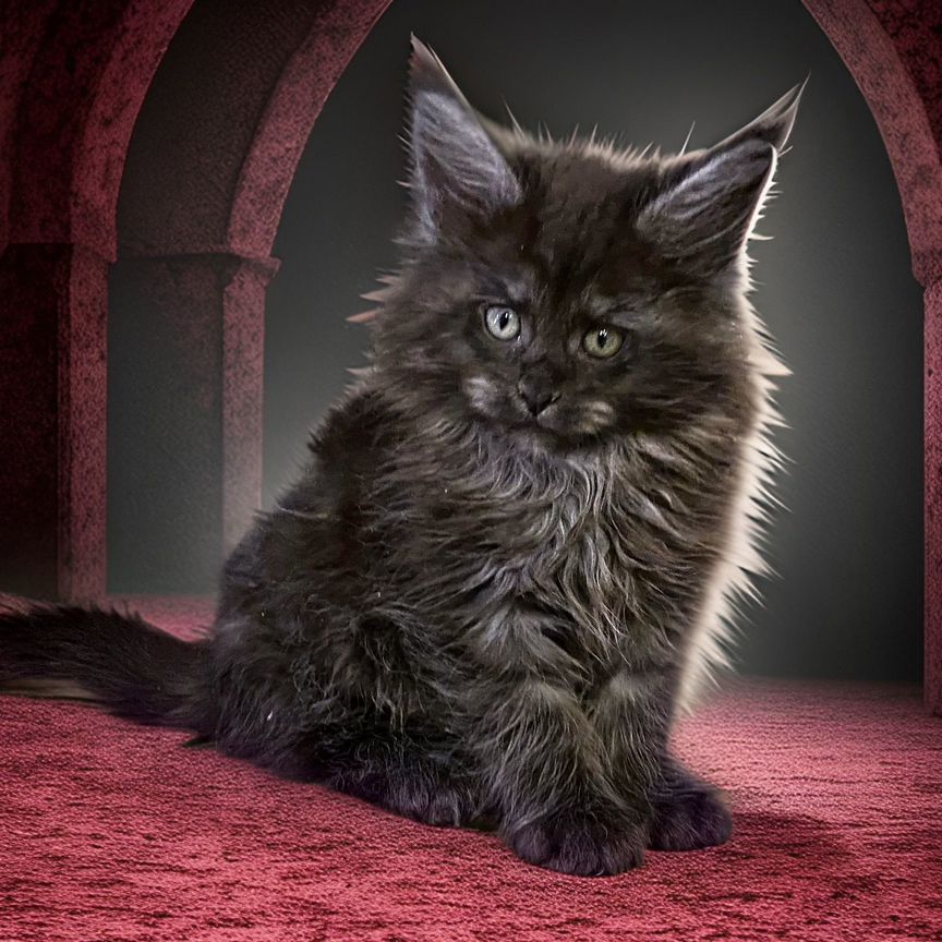 Мейн-кун котёнок