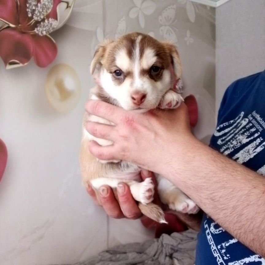 Отдам щенка в добрые руки