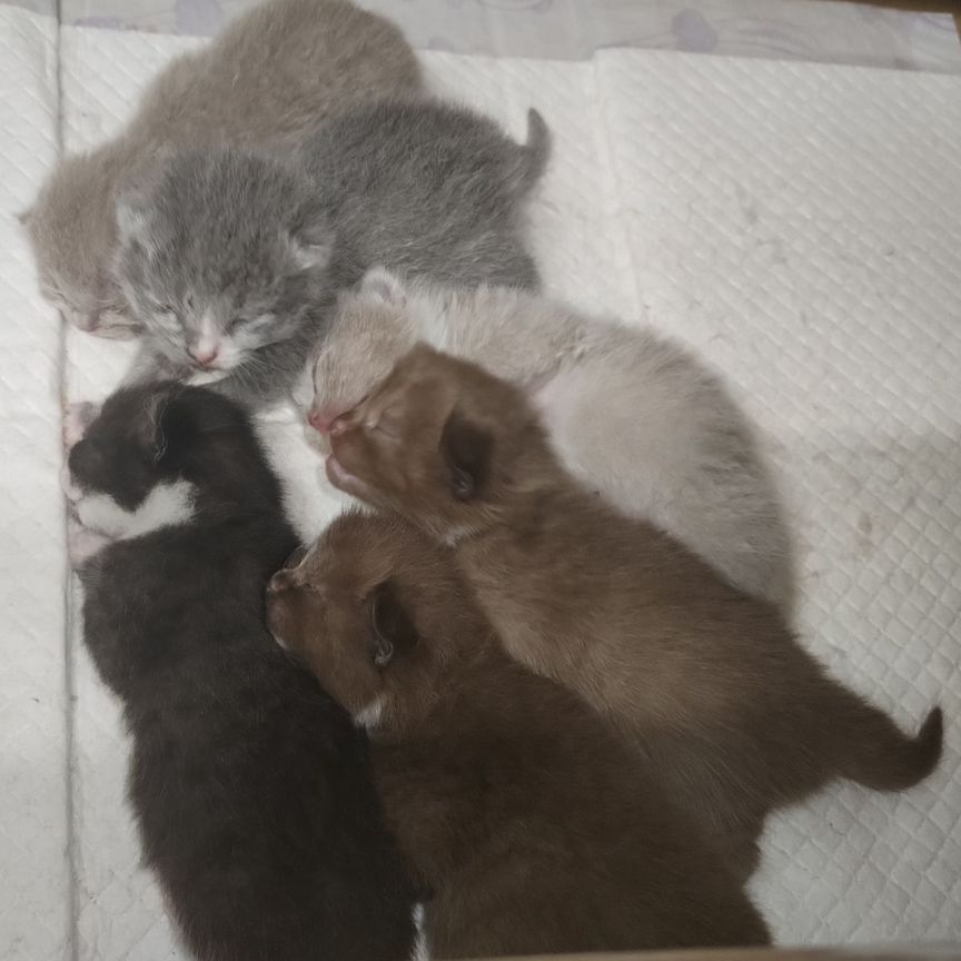 Котята