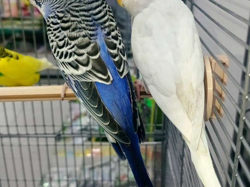 Волнистый попугай