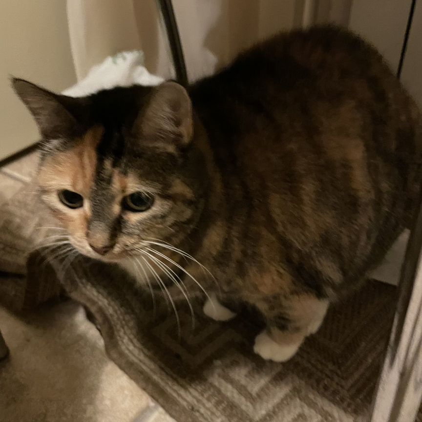 Взрослая, кошка в добрые руки