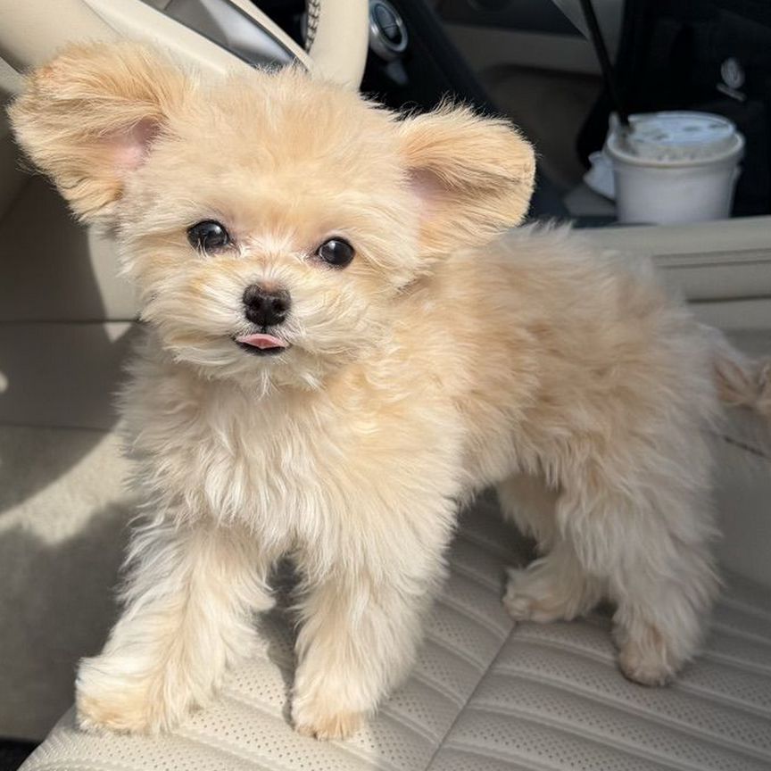 Мальтипу, щенок