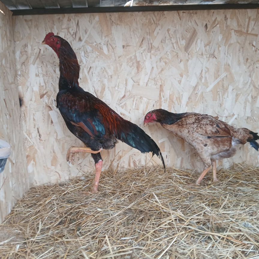 Бойцовая парочка