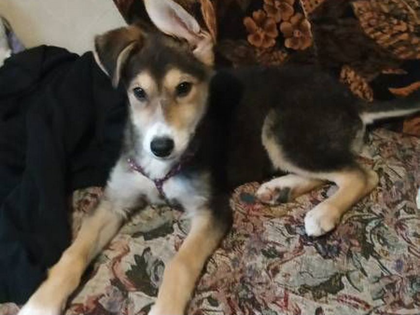 Кнопа маленькая домашняя собачка