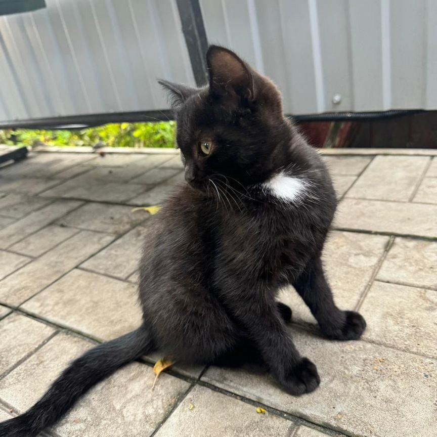 Котенок ищет дом