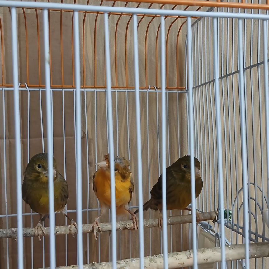 Птицы канарейки две мальчик одна девочка все 6500