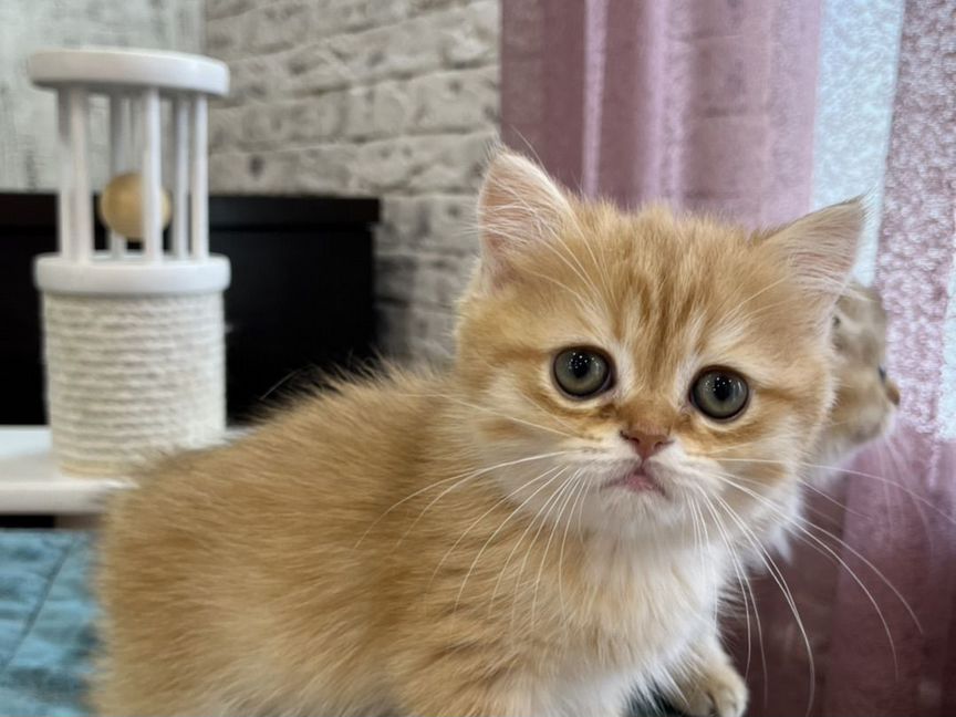 Шотландский котик Огонек