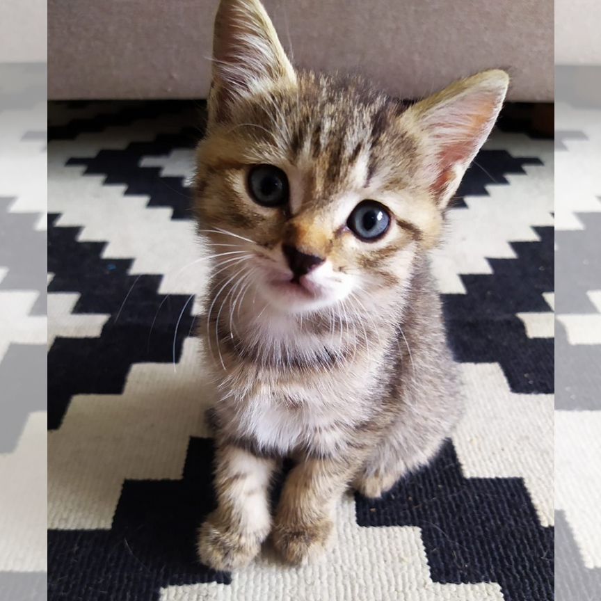 Котёнок котята