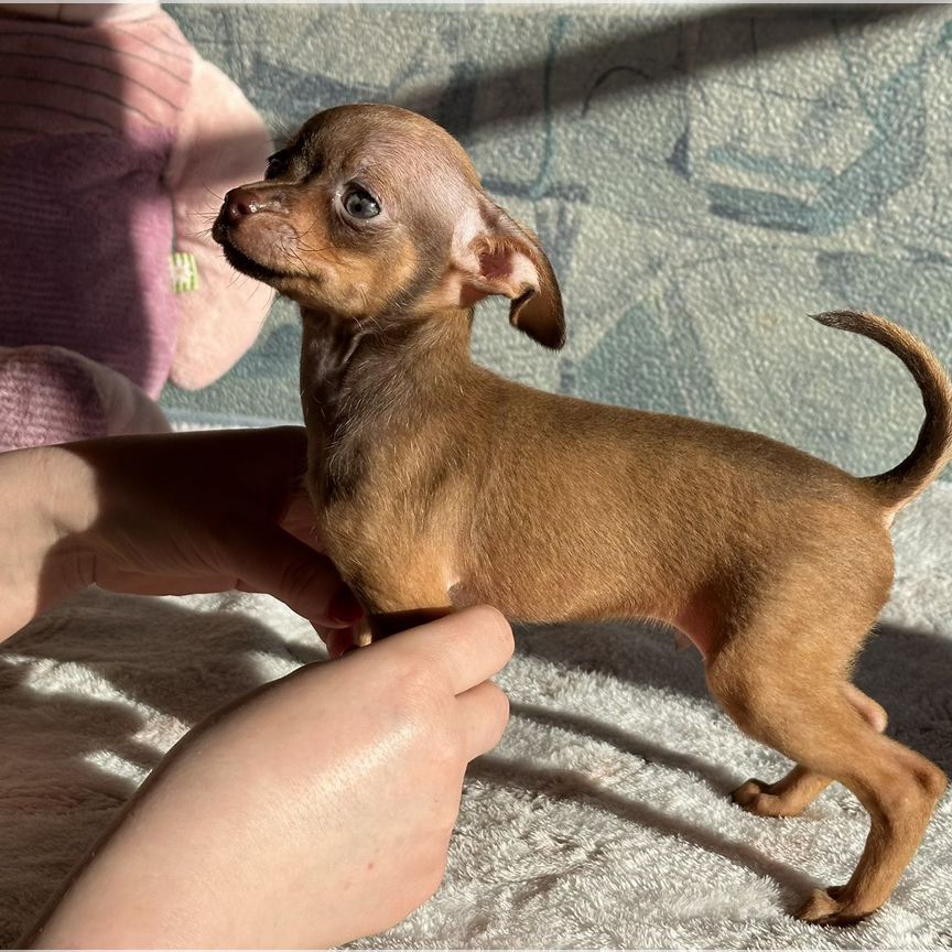 Русский той-терьер, щенок