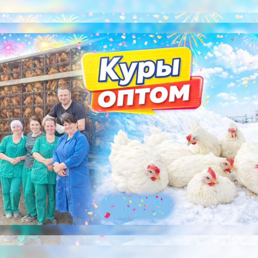 Породистые куры Доминант