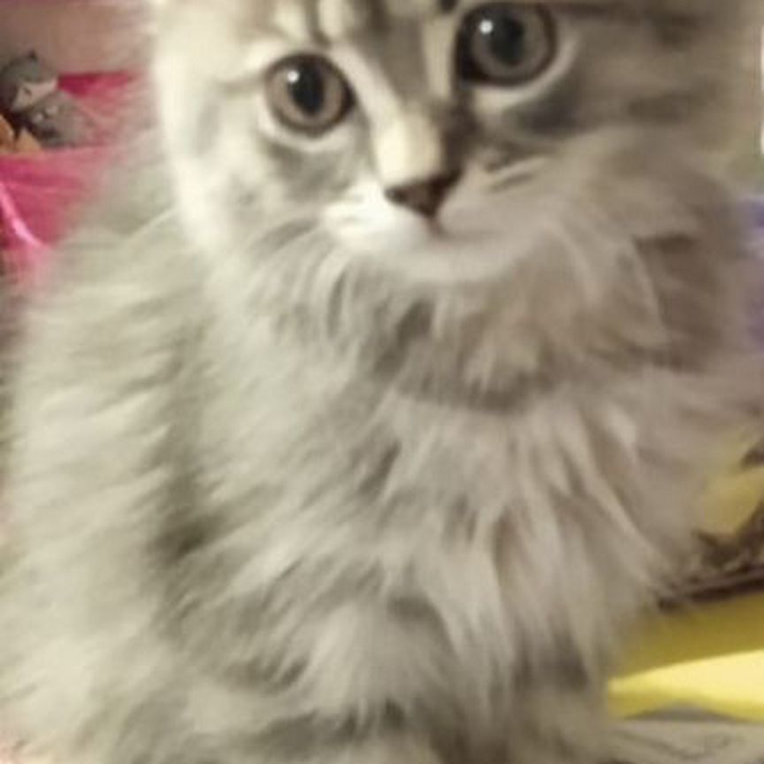 Шотландский котенок 4 мес