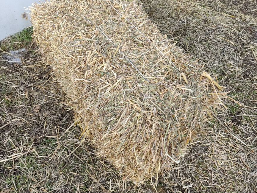 Тюки соломы ячменной с люцерной