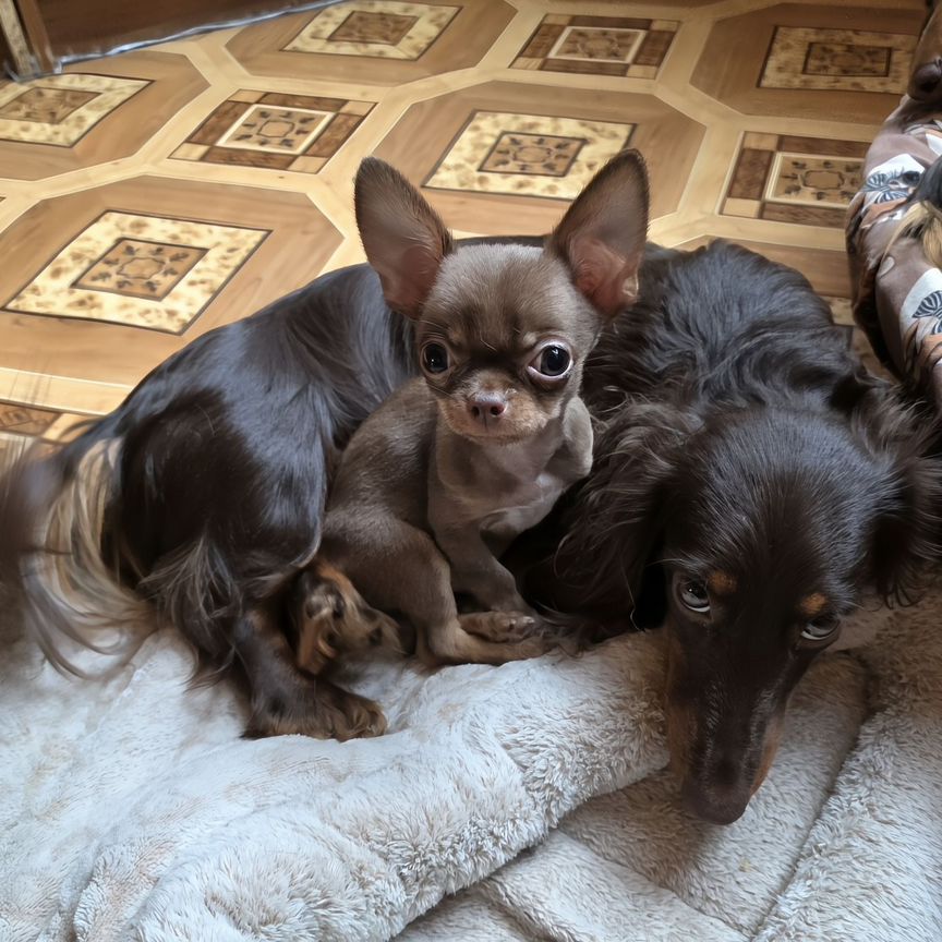 Чихуахуа, щенок